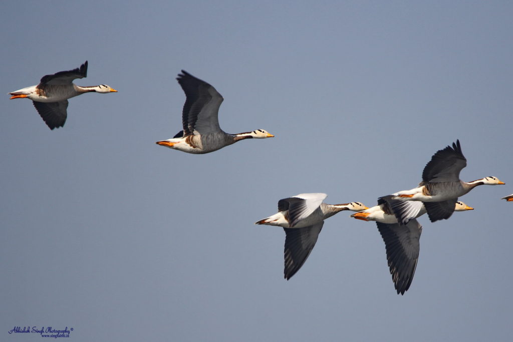 Migratory Birds | Birds of India