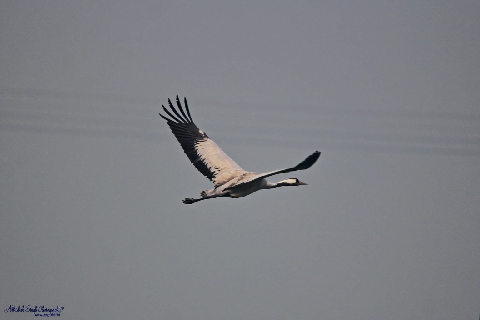 Cranes | Birds of India