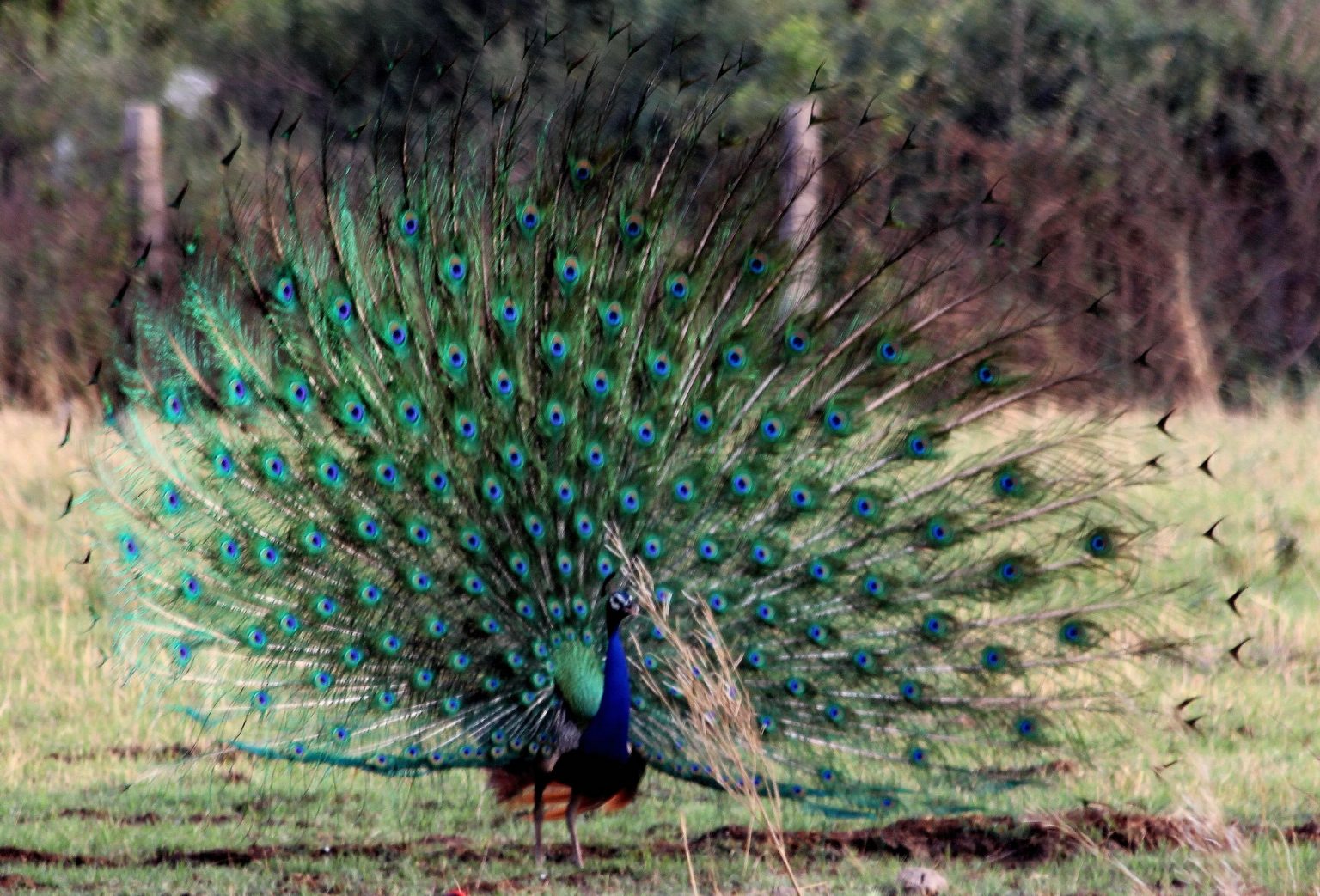 Pheasant | Birds of India