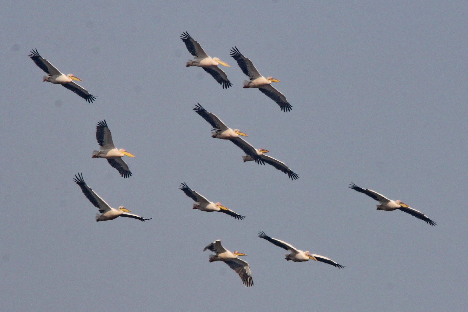 Migratory Birds | Birds of India