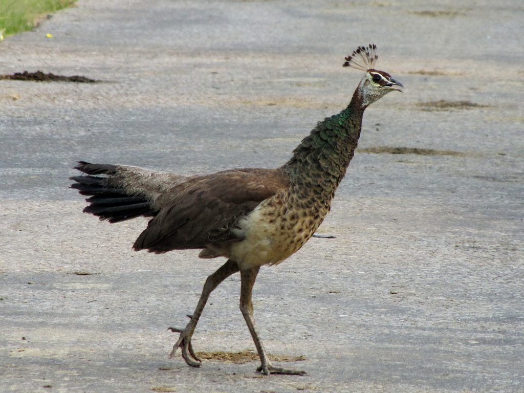 Pheasant | Birds of India