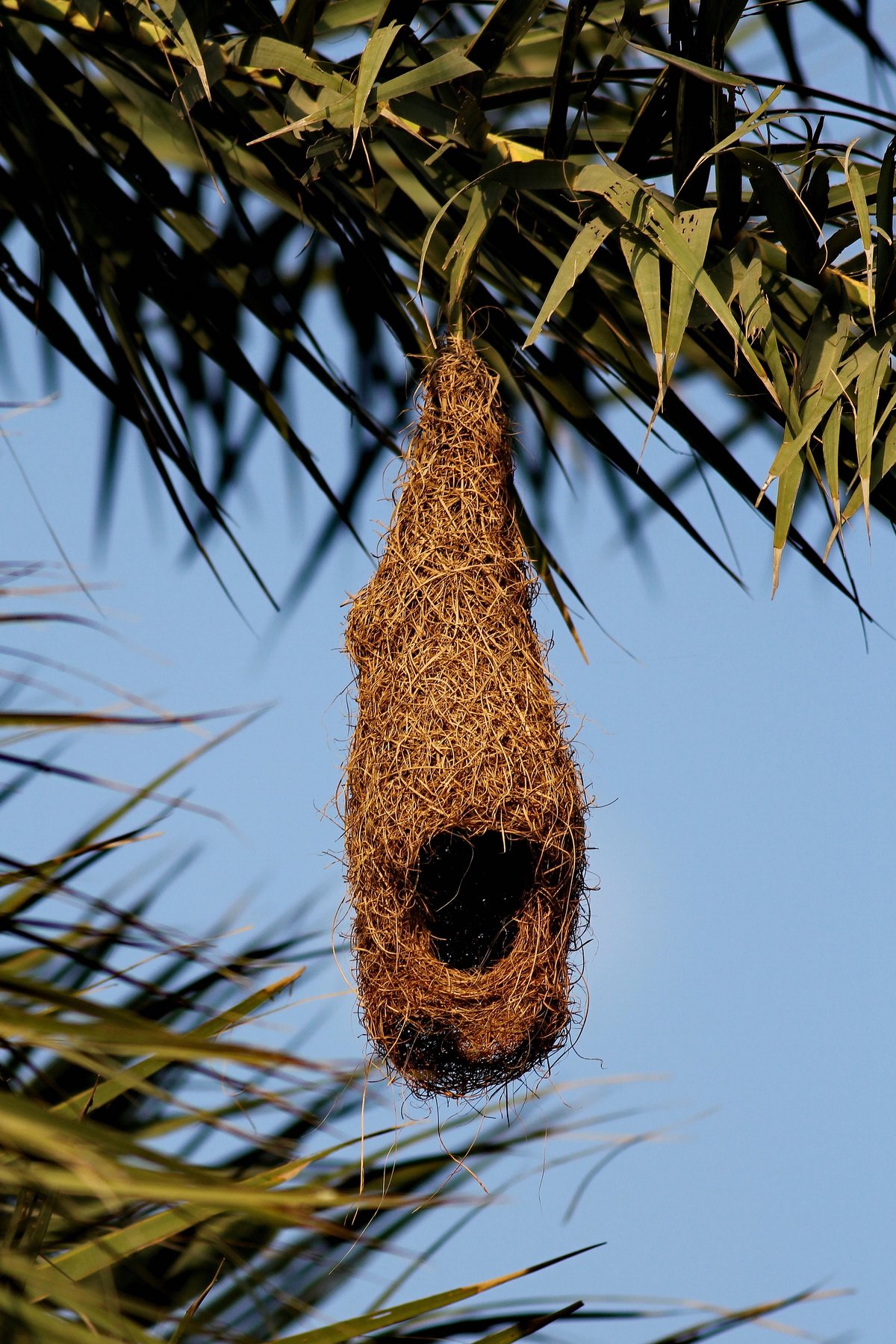 Birds Nest | Birds of India